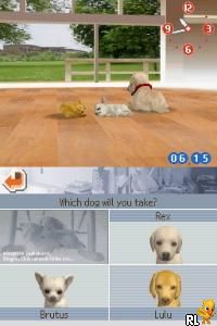 Play Nintendogs - Chihuahua & Friends (USA) On My Emulator Online